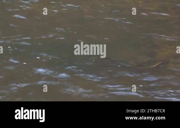 Atlantic salmon spawning in shallow river stream. Fish nesting in fresh ...