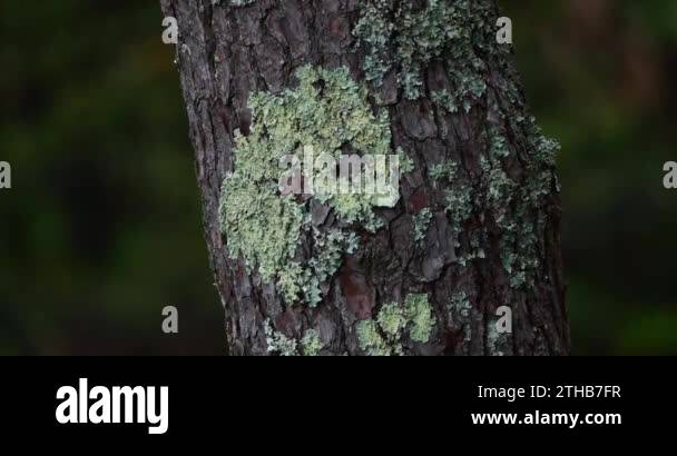 Lichen on pine tree trunk Stock Videos & Footage - HD and 4K Video ...