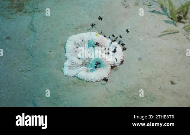 Baby fishes of Domino and Clown on White Sand Anemone, Top view, Slow ...