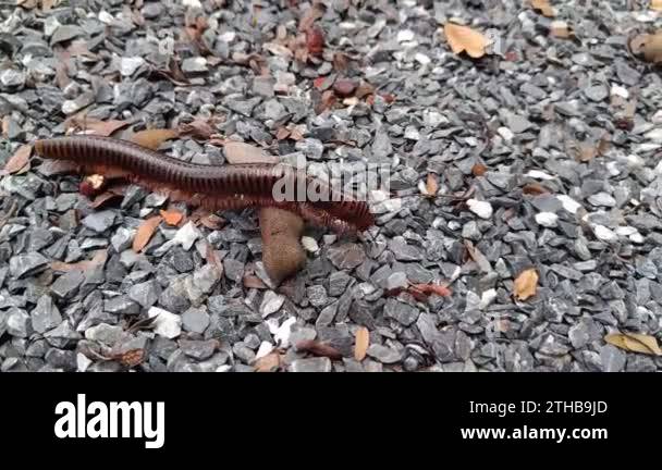 Asian Giant Millipede or Asian Red Millipede crawling on stone ground ...