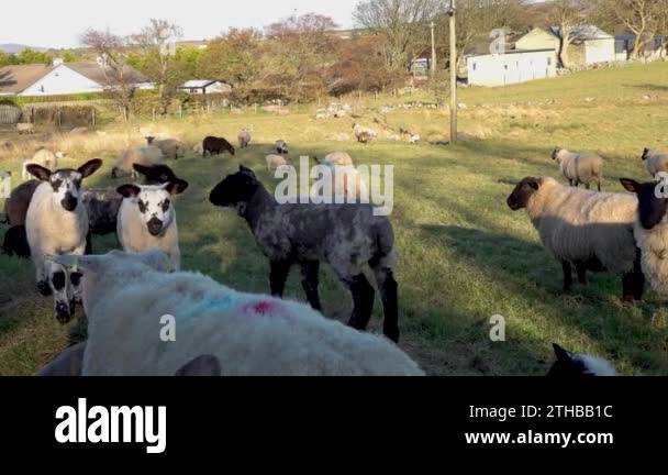 Making trouble Stock Videos & Footage - HD and 4K Video Clips - Alamy