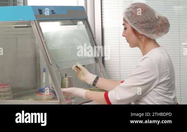 A side view of medical laboratory scientists working in tissue culture ...