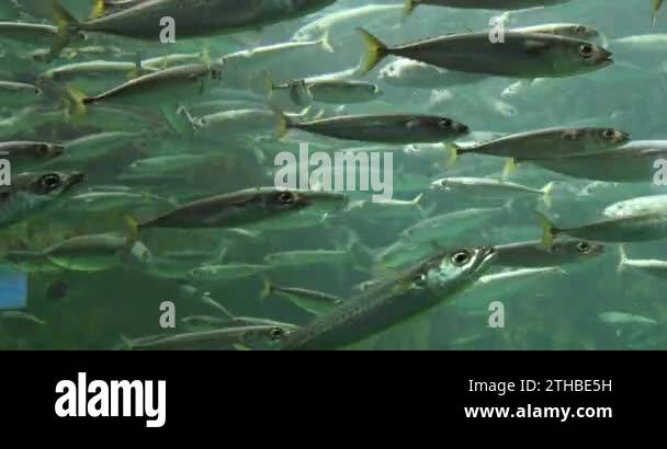 School of Fish, Saltwater Aquarium, Real Time 4K Stock Video Footage ...