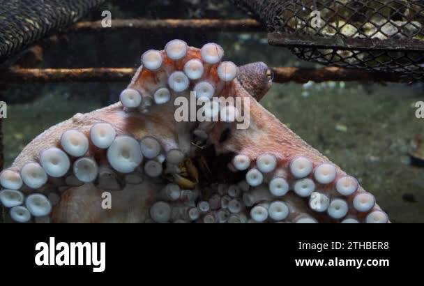 Adult octopus Stock Videos & Footage - HD and 4K Video Clips - Alamy