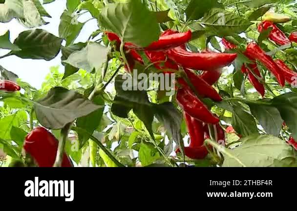 Pepper ripening Stock Videos & Footage - HD and 4K Video Clips - Alamy