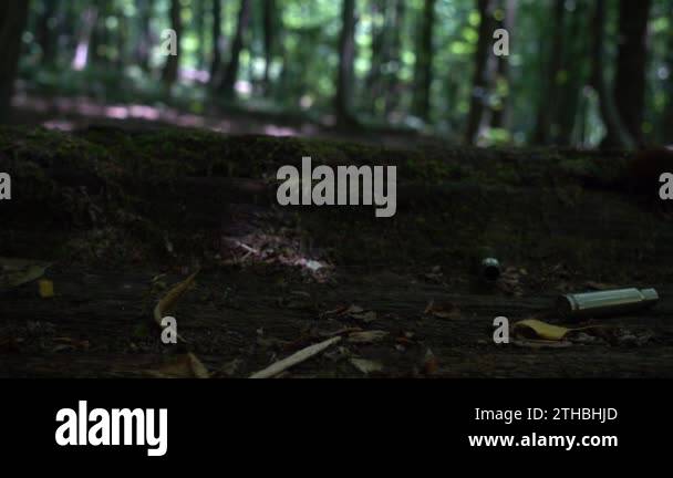 Casing tree Stock Videos & Footage - HD and 4K Video Clips - Alamy