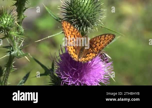Flying desert insects Stock Videos & Footage - HD and 4K Video Clips ...