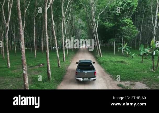 Rubber tree plantations Stock Videos & Footage - HD and 4K Video Clips - Alamy