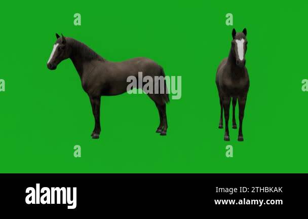 3D black horse eating from two different angles on the green screen ...