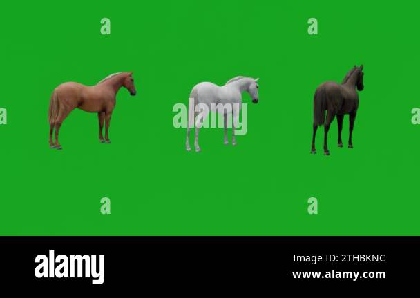 3D three different racing horses green screen eating and walking and ...