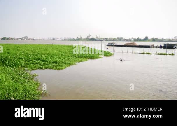 Sand tanker stay near water hyacinth in the Chao Phraya river, Thailand ...