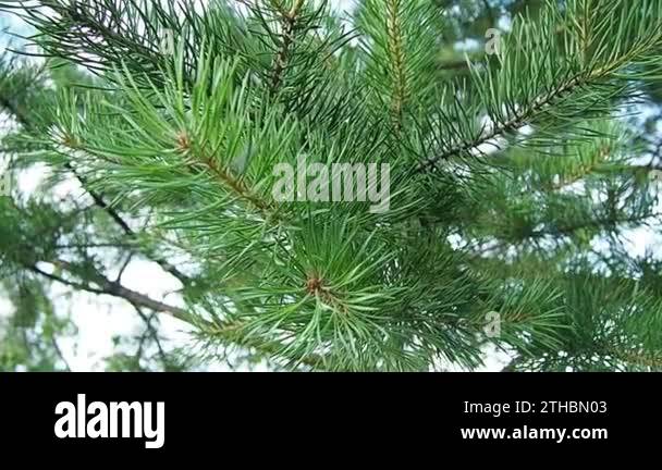Pine branches sway in the wind at the golden hour in the evening. Pinus ...