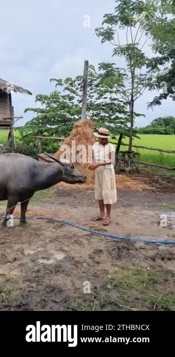 home stay farm between green paddy fields in Thailand, beautiful farm ...
