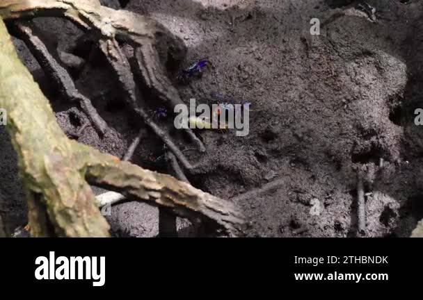 Mangrove crabs(Sesarma mederi), Crabs that live in mangrove forests ...