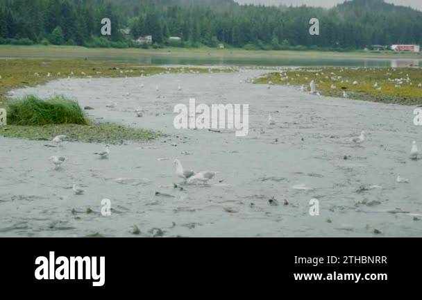 Freshwater food chain Stock Videos & Footage - HD and 4K Video Clips ...