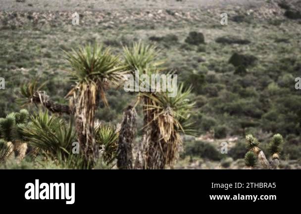 Panning footage of several desert plants, including a joshua tree ...