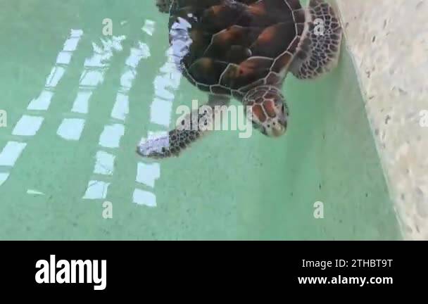 Sea turtles in pond for conservation breeding , sea turtle breeding ...