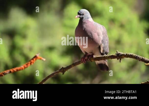 Columbidae family Stock Videos & Footage - HD and 4K Video Clips - Alamy