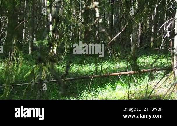 Taiga biome dominated by coniferous forests. Picea spruce, genus of ...