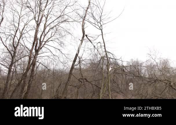 Tree falls after being cut down or hurricane. Broken tree branch seen ...