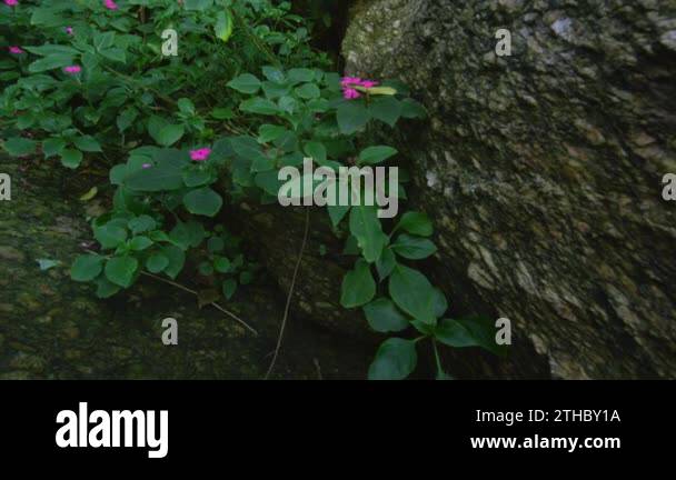 Tracking lens flare of a boulder and lush flowers in a dense jungle as ...