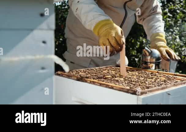 Varroa mite control. Varroa destructor. How to treat bees from varroa ...