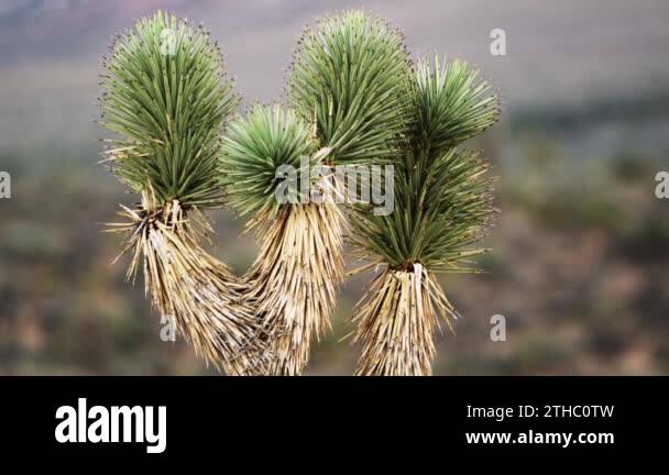 Landscape of tree only tree Stock Videos & Footage - HD and 4K Video ...