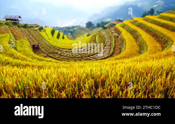 Gold rice paddy Stock Videos & Footage - HD and 4K Video Clips - Alamy