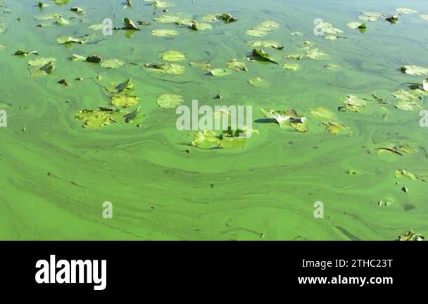 The river is covered with green algae. Top view of the river surface ...