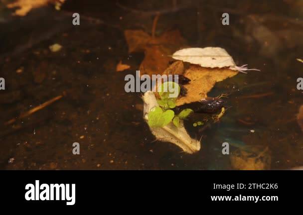 Matter zoology Stock Videos & Footage - HD and 4K Video Clips - Alamy