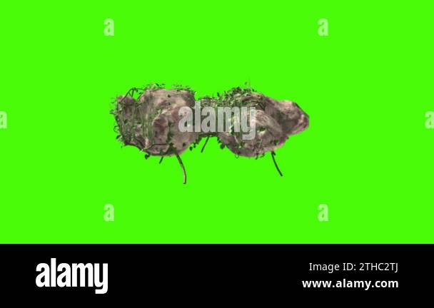 3d rock and flowers green screen render animation Stock Video Footage ...