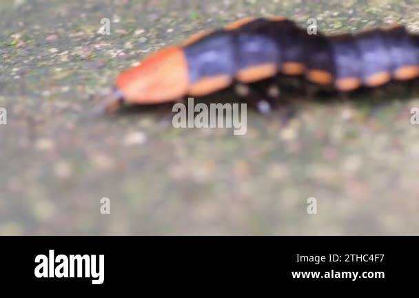 Giant firefly, Lamprigera sp. in rainforest habitat, Thailand.also ...