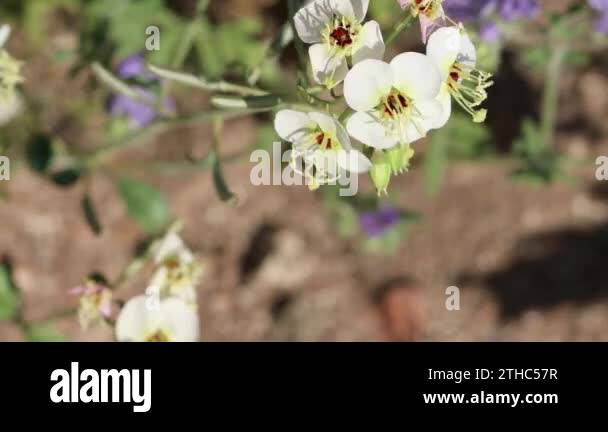 White flowering axillary indeterminate raceme inflorescence of Browneye ...