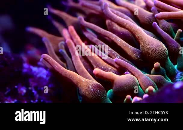 Fire anemone Stock Videos & Footage - HD and 4K Video Clips - Alamy