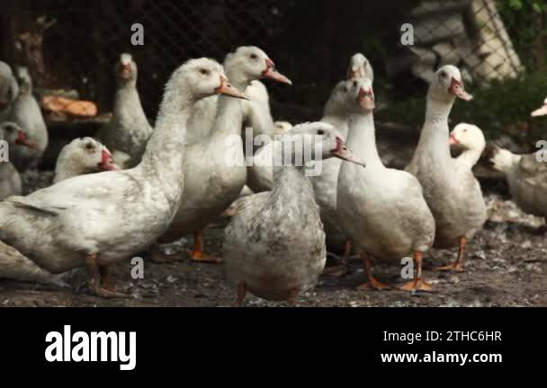 Domestic duck on a farm in the village. A lot of white ducks walk ...