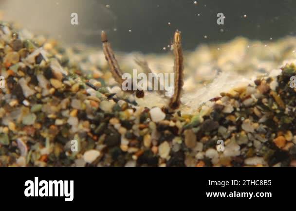 Mosquito larvae are eating organic matter under water. Larva developed ...