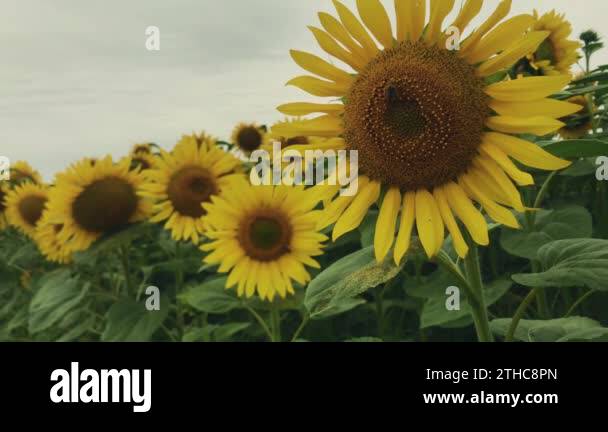 Collecting wallpaper Stock Videos & Footage - HD and 4K Video Clips - Alamy