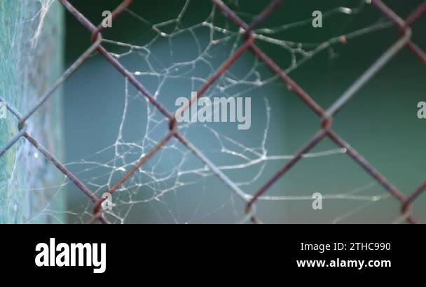 Urban spider and web Stock Videos & Footage - HD and 4K Video Clips - Alamy