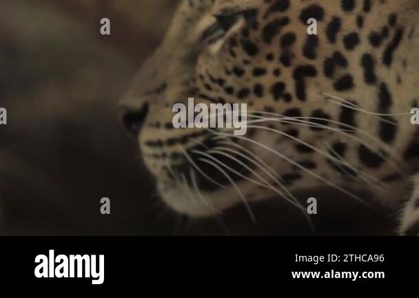 Endangered Macan Tutul Jawa Javan Leopard Panthera Carnivora in Java ...