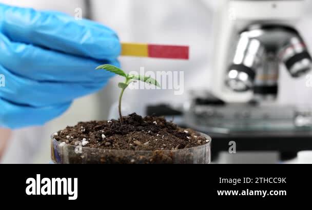 Scientist biologist holds test indicator paper over sprout in ...