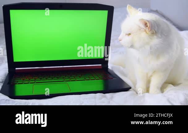 Beautiful cute white fluffy Angora cat lying on bed at home,looks into ...