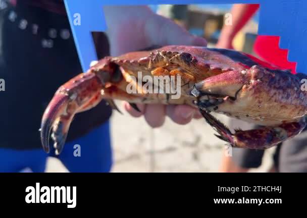 children and adults on the beach caught a big crab they measure it with ...