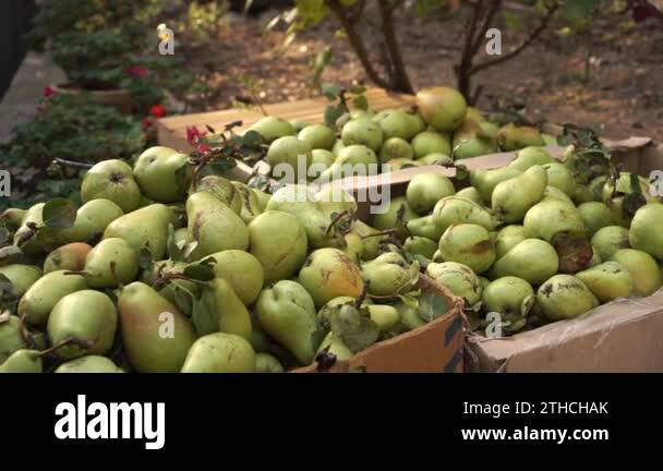 Fruit picking harvest pick harvesting Stock Videos & Footage - HD and ...