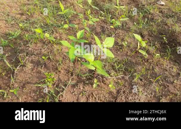 Vigna mungo plant growing in field. Its other names black gram,urad ...