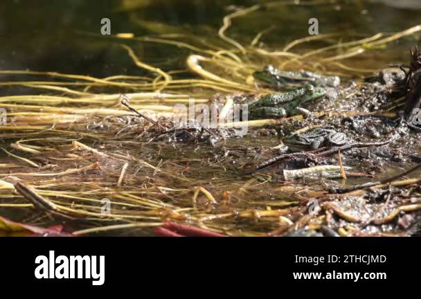 Real frogs Stock Videos & Footage - HD and 4K Video Clips - Alamy