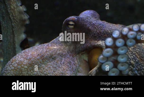 Common Octopus, octopus vulgaris, Adult showing Tentacles, Seawater ...