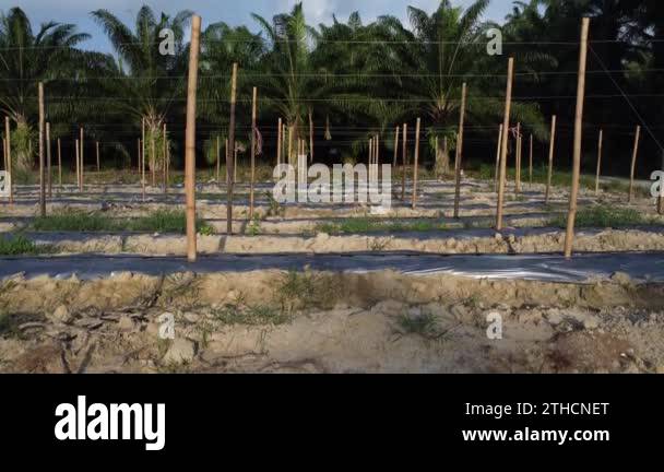 bamboo poles tied with fine metal wire string for creeping vine plant ...