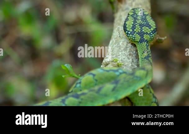 Sri Lankan green pit viper Craspedocephalus trigonocephalus Ceylon pit ...