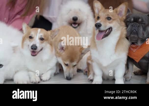 Different owner Stock Videos & Footage - HD and 4K Video Clips - Alamy