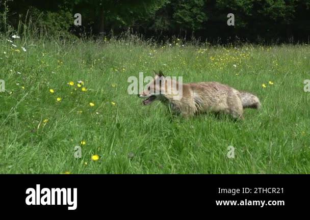 Red Fox, vulpes vulpes, Female standing at Den Entrance, Normandy in ...